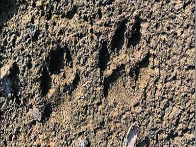 Noida residents on edge after guards spot ‘leopard’ | Noida News ...