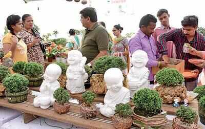 Bonsai lovers throng Agiyari for visual delight | Vadodara News - Times ...