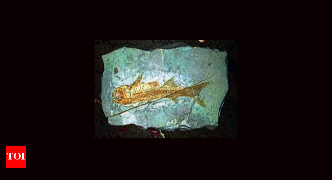 Telangana: Fish fossil found in Ramagundam | Hyderabad News - Times of ...