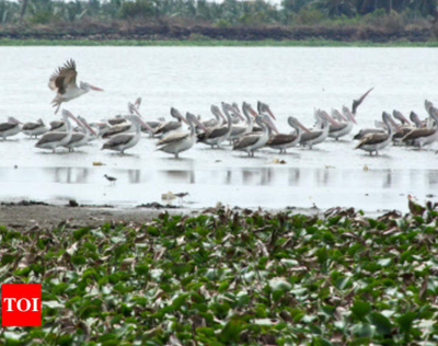 Minister Velumani launches lakes rejuvenation work in Coimbatore ...