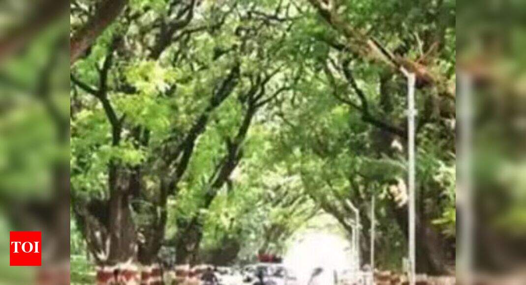 Proposed felling of 80,000 trees in forest areas stokes heat | Goa News ...