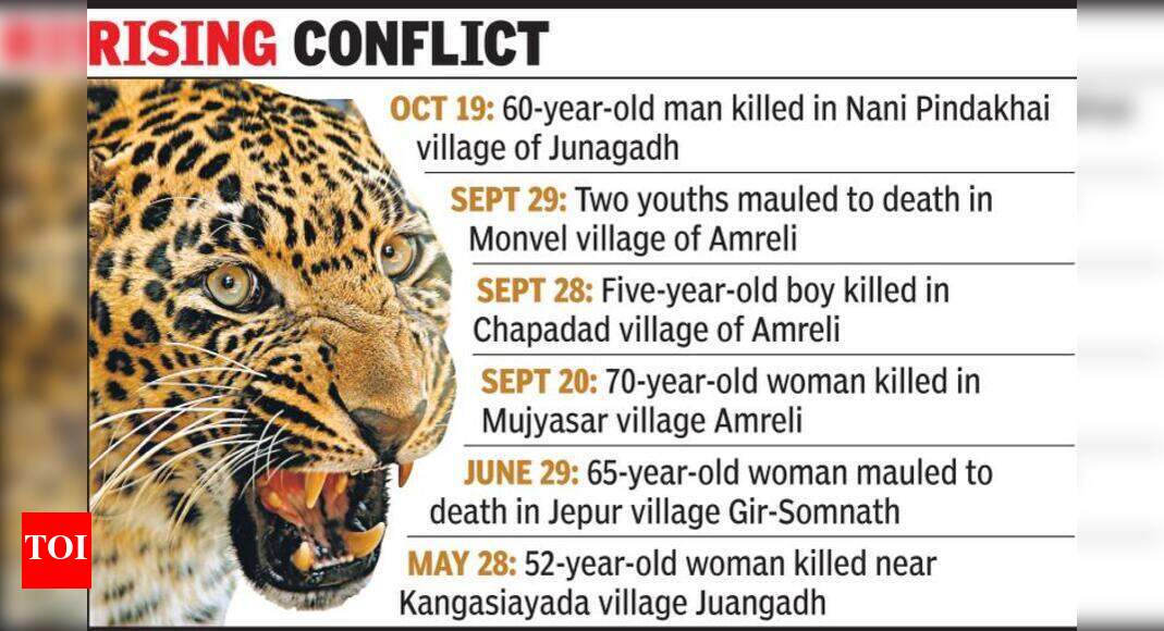 Killer leopards trigger need for population control policy | Rajkot ...