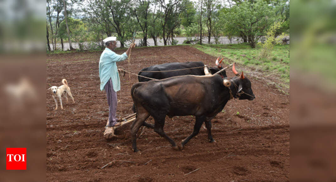 Farmers now own forest land cultivated for 100 years | Kolhapur News ...