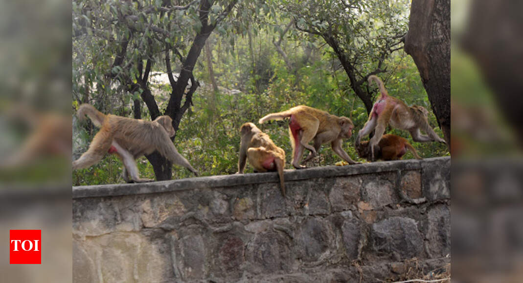Delhi: Monkey census to put a number to problem | Delhi News - Times of ...