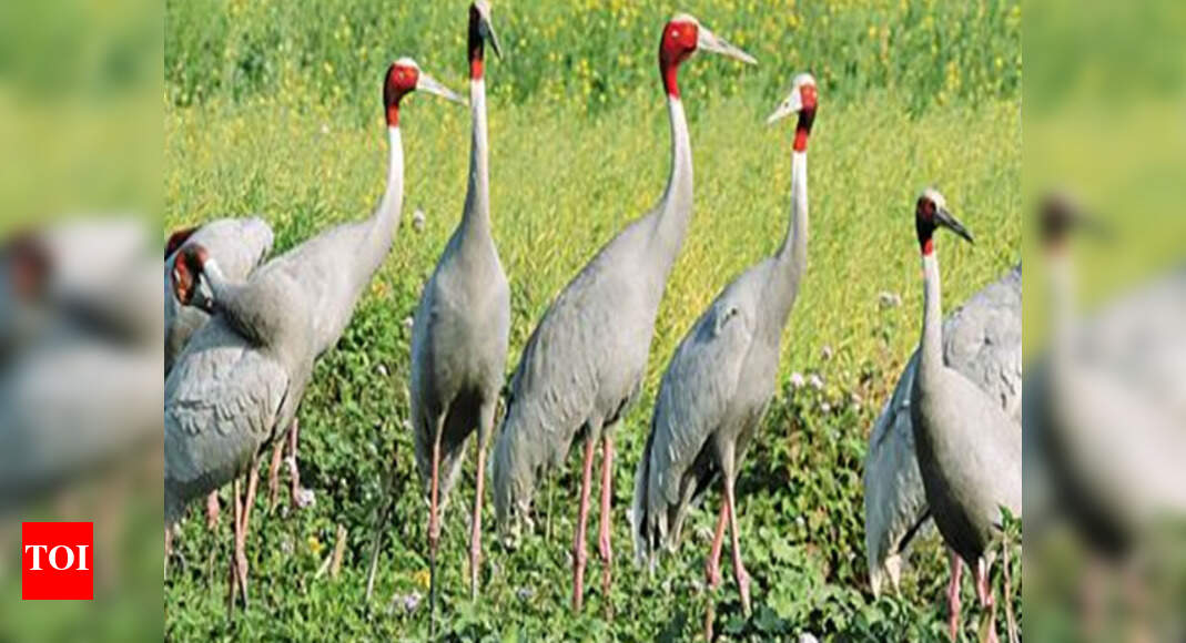 Counting of Sarus crane, state bird of UP, to be carried out on ...