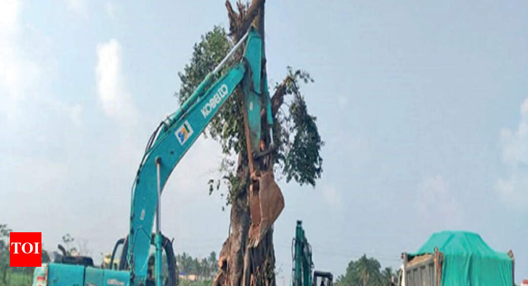 Tamil Nadu: 120-year-old tree transplanted for Tada highway project ...