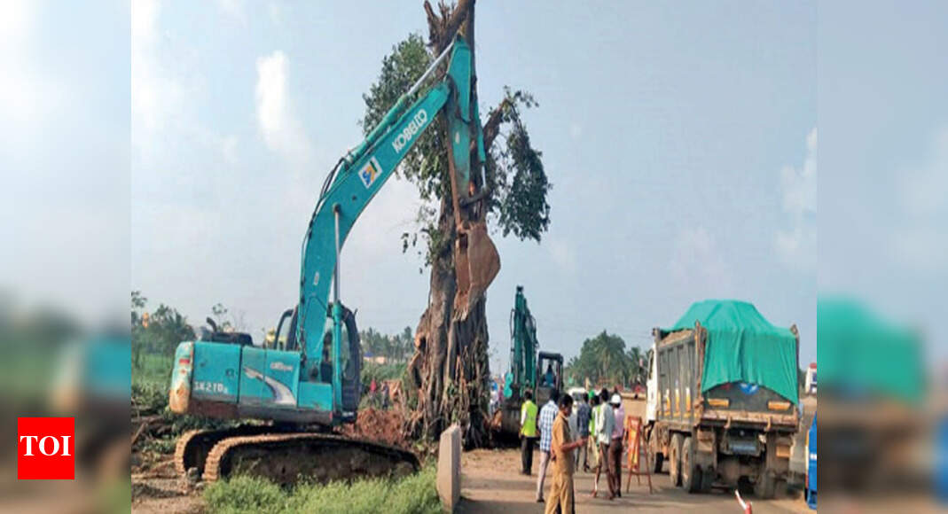 Tamil Nadu: 120-year-old tree transplanted for Tada highway project ...