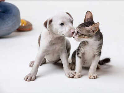 Mumbai: Adopt healthy Indie pups and kittens this weekend | Mumbai News ...
