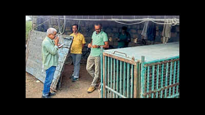 Gujarat: Alert in Amreli villages as ‘rogue’ leopard kills one more ...