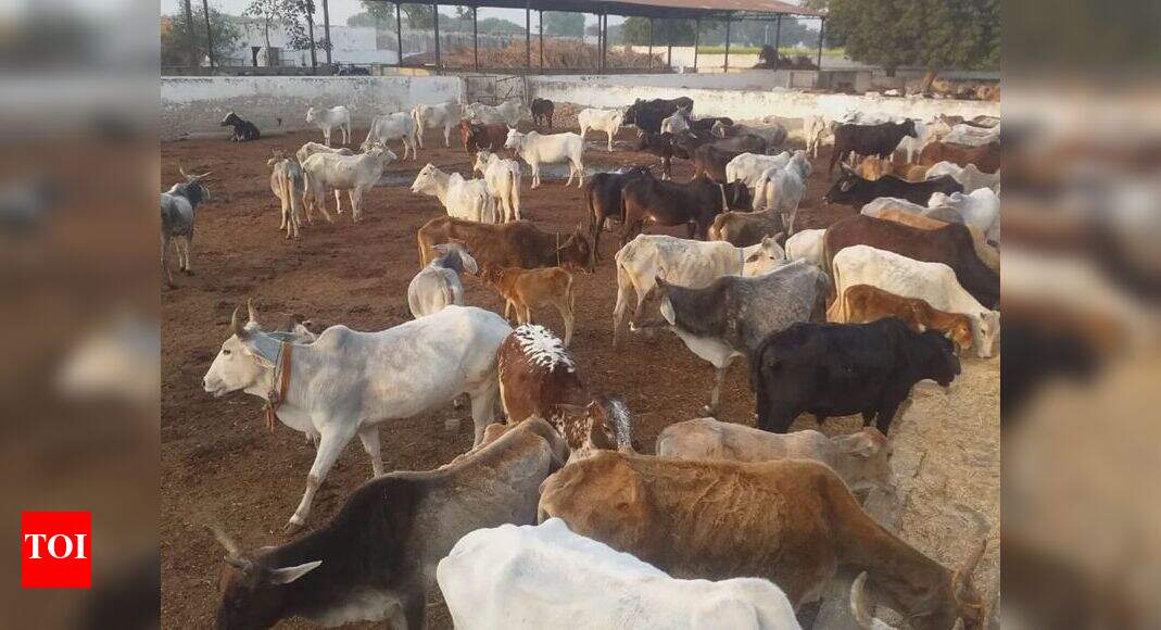 Uttar Pradesh: 17 cows die at shelter in Mathura | Agra News - Times of ...