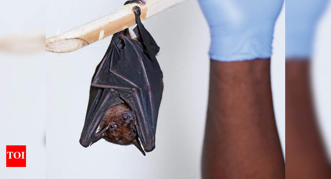 Kerala: Roosts of rare bat species found | Kochi News - Times of India