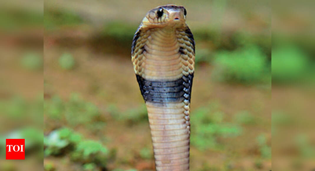 West Bengal board students to get a peek into reptile world; new ...