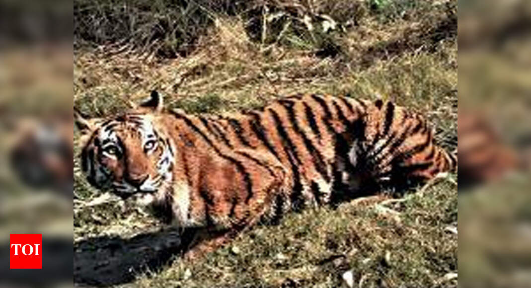 West Bengal: Foresters go tiger-spotting with 1,200 cameras | Kolkata ...