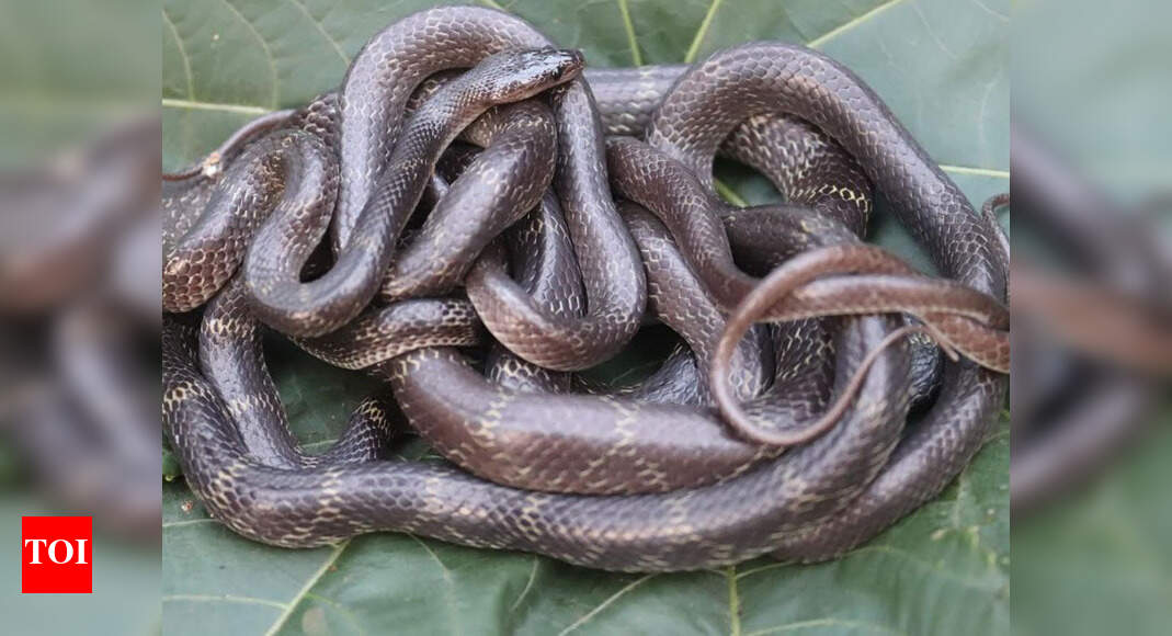 Mumbai: Rare Travancore wolf snakes rescued in Chembur | Mumbai News ...