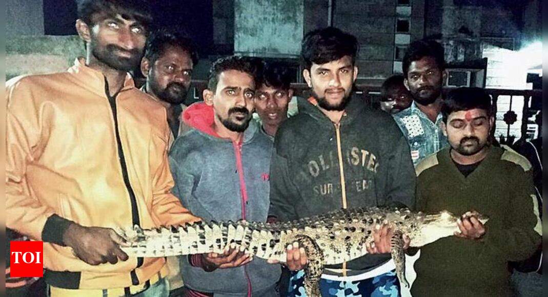 Vadodara: Crocodile rescued in Kayavarohan | Vadodara News - Times of India