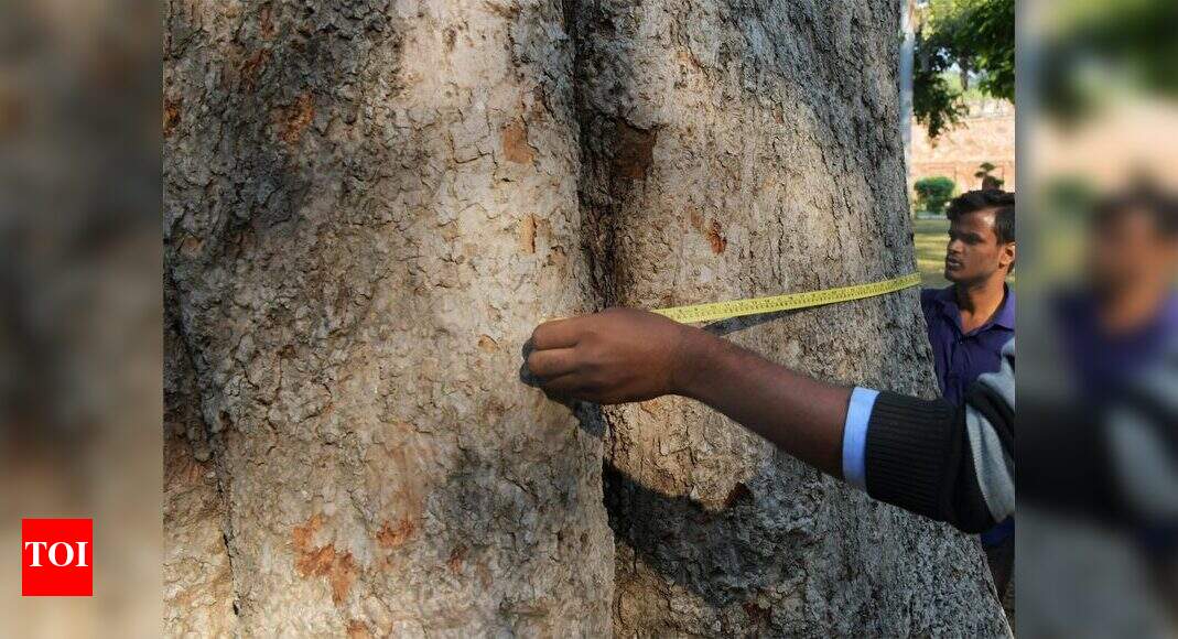 Bengaluru invites volunteers for tree census - Times of India