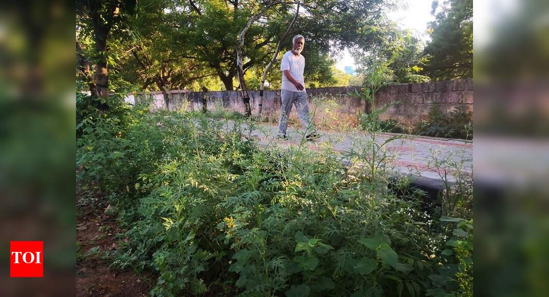 parthenium plant in bloom - Times of India