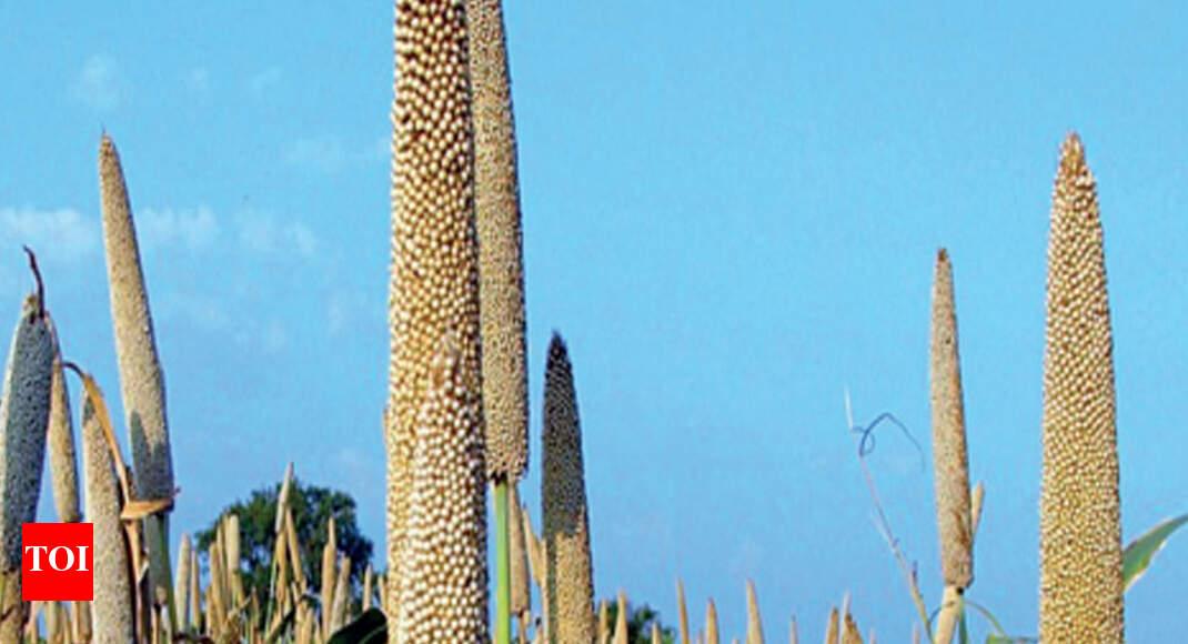 Climate change: Bajra could be crop of future | Ahmedabad News - Times ...
