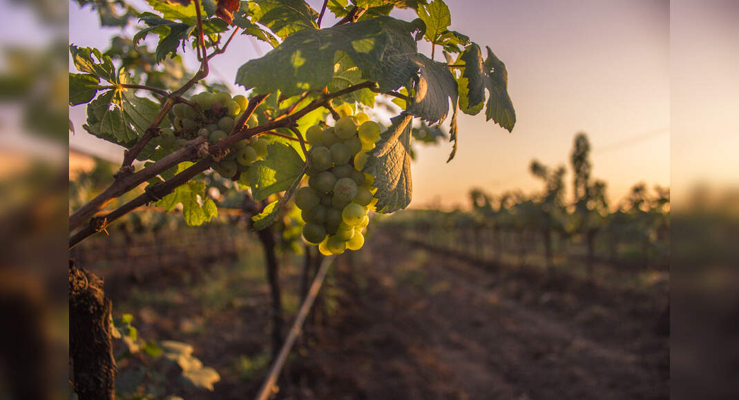 SulaFest 2020—a dash of music, and a whole lotta wine | TimesTravel