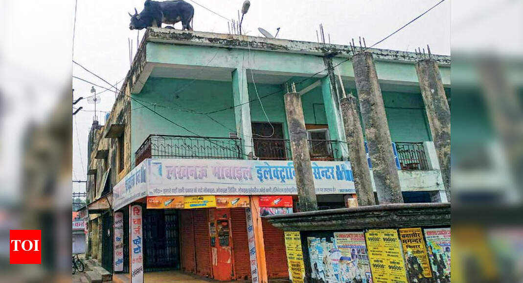 Bull on terrace puts Uttar Pradesh cops on the edge | Bareilly News ...