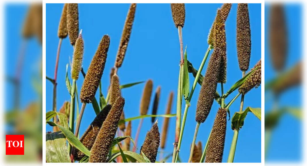 Millets in midday meals boost child growth: Study - Times of India