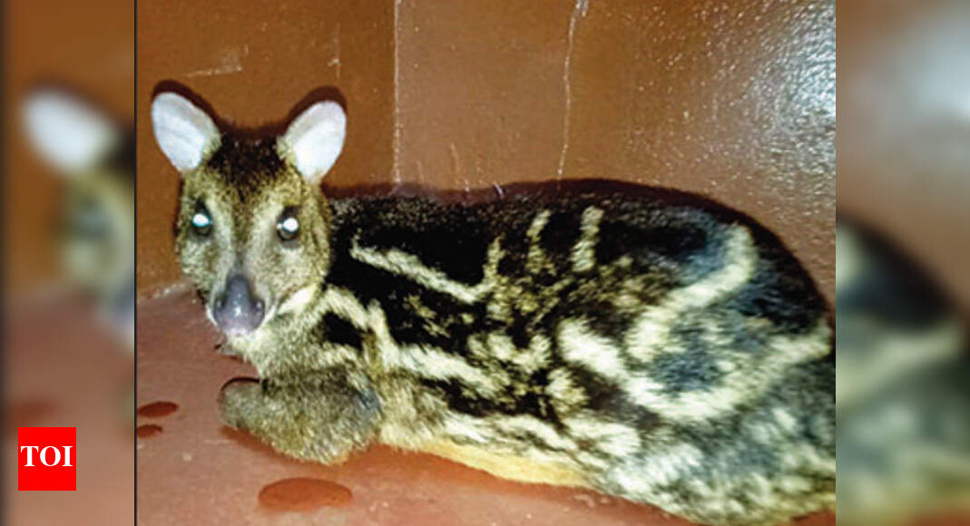 Endangered mouse-deer rescued | Goa News - Times of India