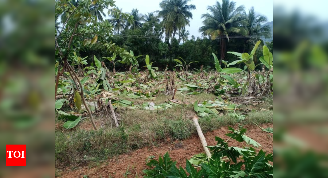 Wild elephants destroy crops in TN villages | Chennai News - Times of India