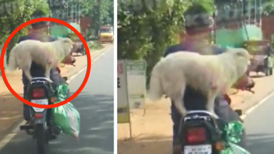 Pet dog riding pillion on bike: MVD issues notice to Kerala man | Kochi ...