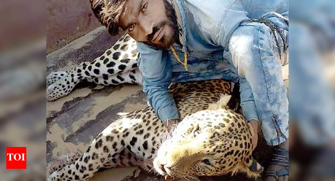 One detained for poaching leopard in Barmer district | Jaipur News ...