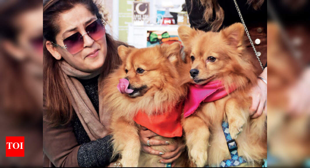 Only pawsitive vibes at this furry hangout spot | Delhi News - Times of ...
