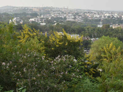 Madhya Pradesh has the largest forest cover in India, says report ...