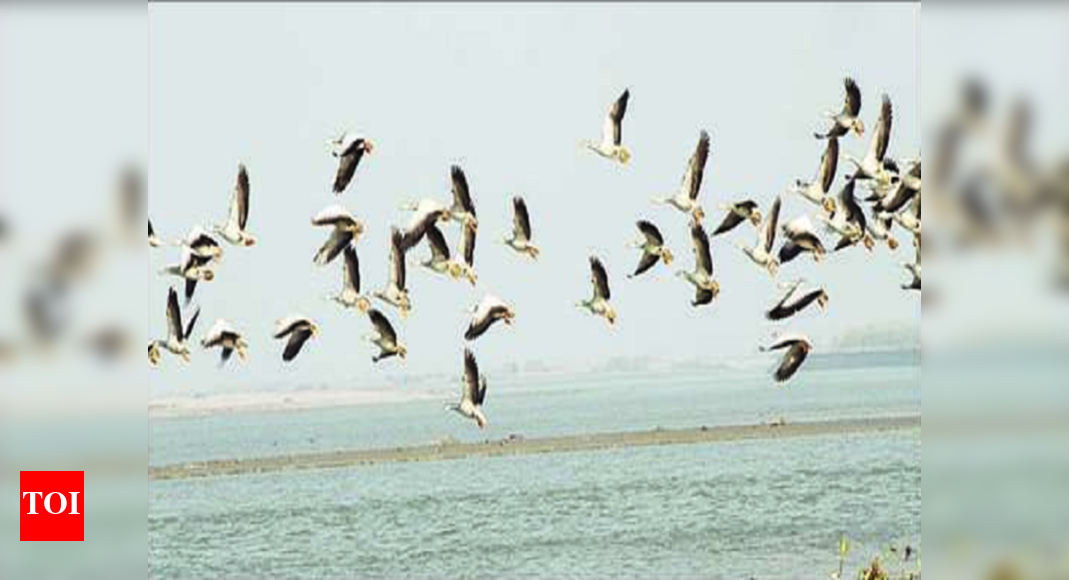 2019: More bird mysteries unravelled as warming hit avian flight ...