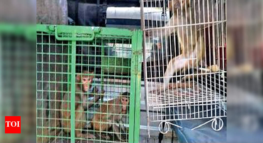 Thane: Man trapped while trying to sell monkeys to jugglers | Thane ...