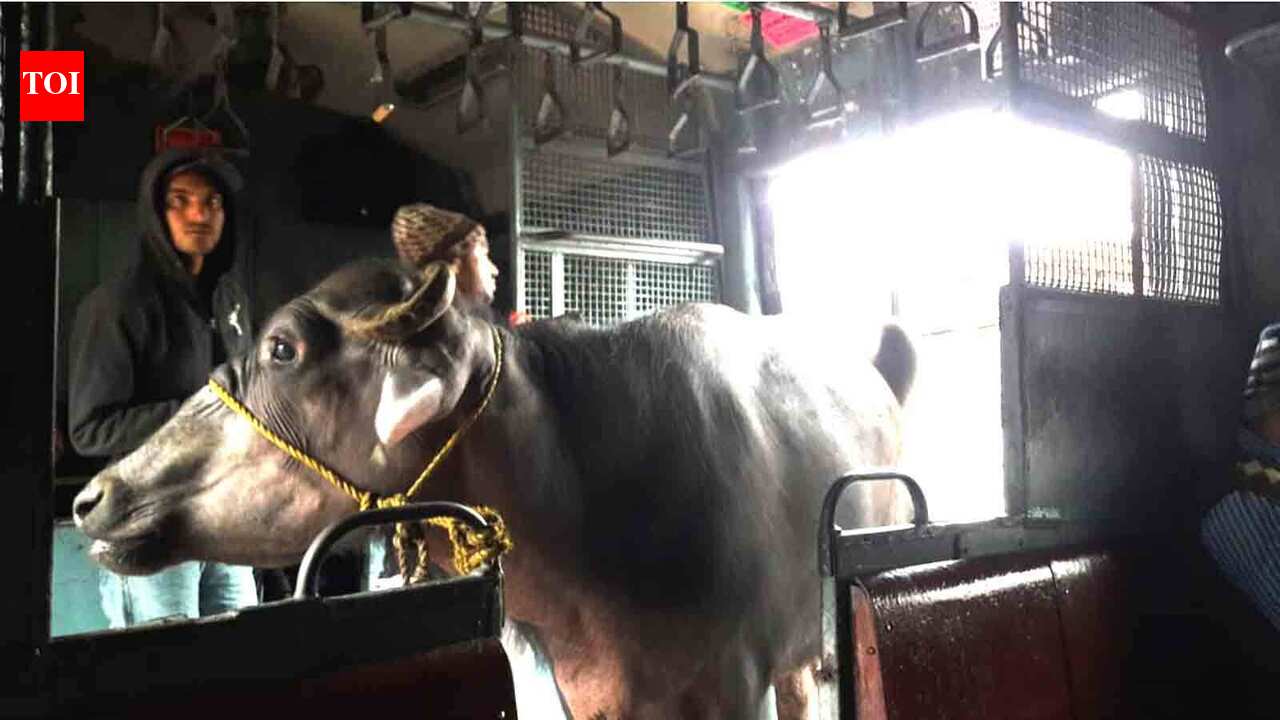 Passenger train turns into cattle class: Buffalo takes ride in local train