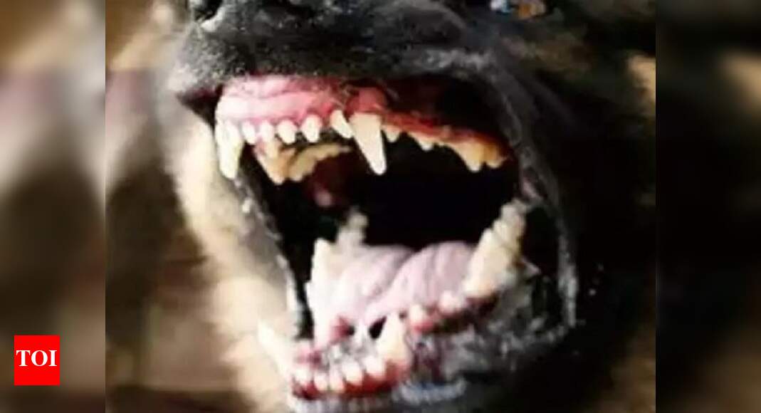 Uttar Pradesh: Man diagnosed with rabies dies | Bareilly News - Times ...