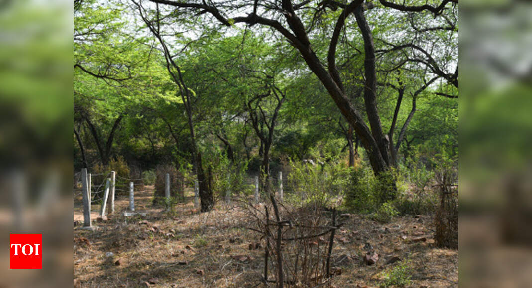 Forest department: Delhi’s green cover doubled since 2001 | Delhi News ...