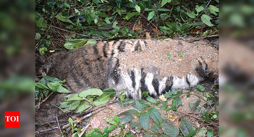 Goa: Tiger found dead inside Mhadei sanctuary | Goa News - Times of India