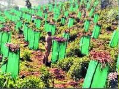 Tamil Nadu: Shola trees to turn barren land green in Nilgiris reserve ...