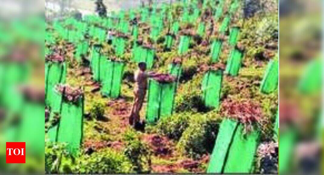 Tamil Nadu: Shola trees to turn barren land green in Nilgiris reserve ...