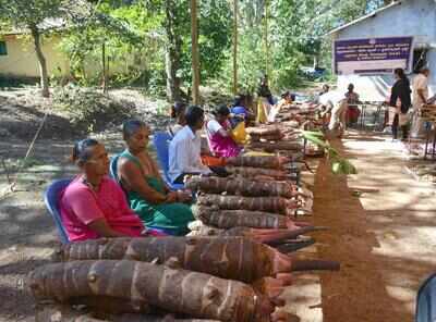NITK helps farmers to preserve unique taro | Mangaluru News - Times of ...