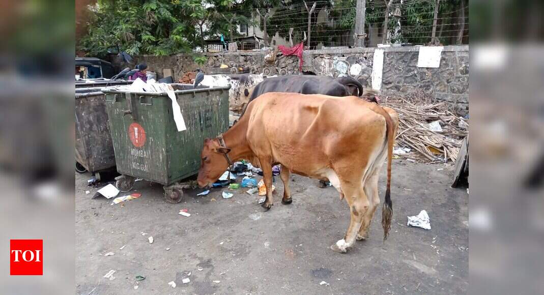 Cow eating plastics - Times of India