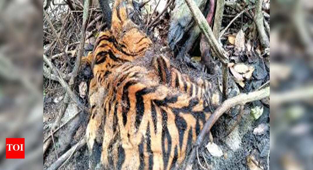 4th tiger found dead in 4 days in Sattari forest | Goa News - Times of ...