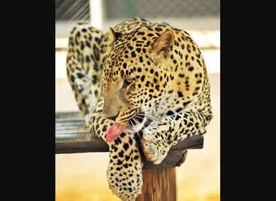Leopard top man-killer in Gujarat, claimed highest 109 lives of 176 ...