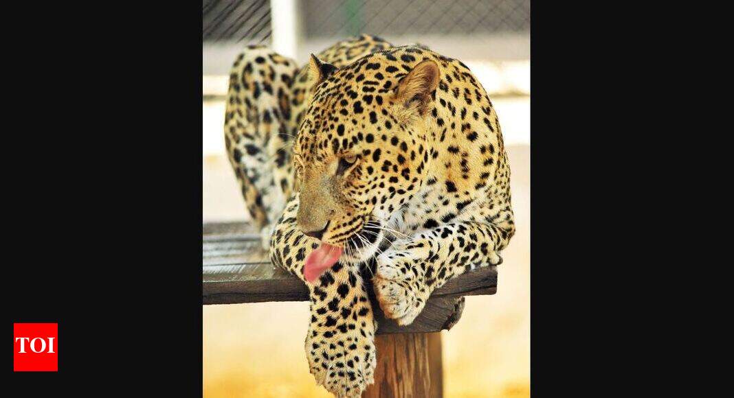 Leopard top man-killer in Gujarat, claimed highest 109 lives of 176 ...