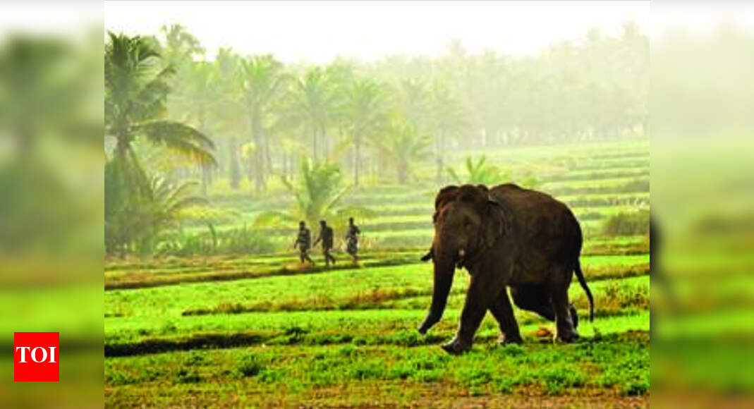Bio-fencing to prevent wild animals from raiding fields | Coimbatore ...