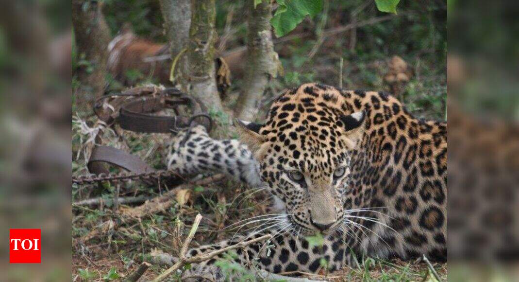Leopard mauls man to death in Haridwar | Dehradun News - Times of India