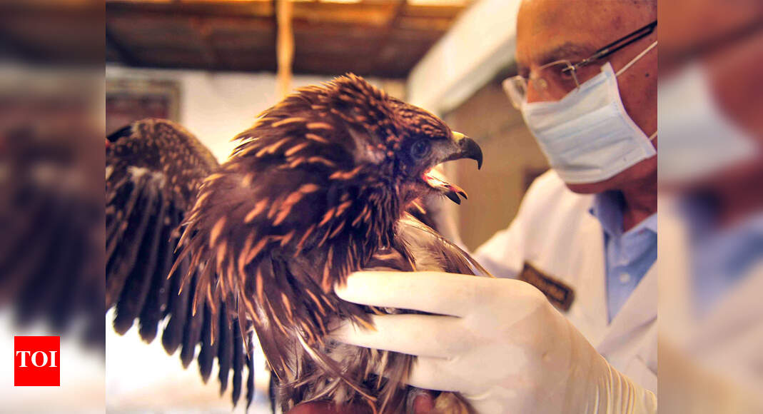 Mumbai: Bird rescue camps to be set up during Makar Sankranti | Mumbai ...