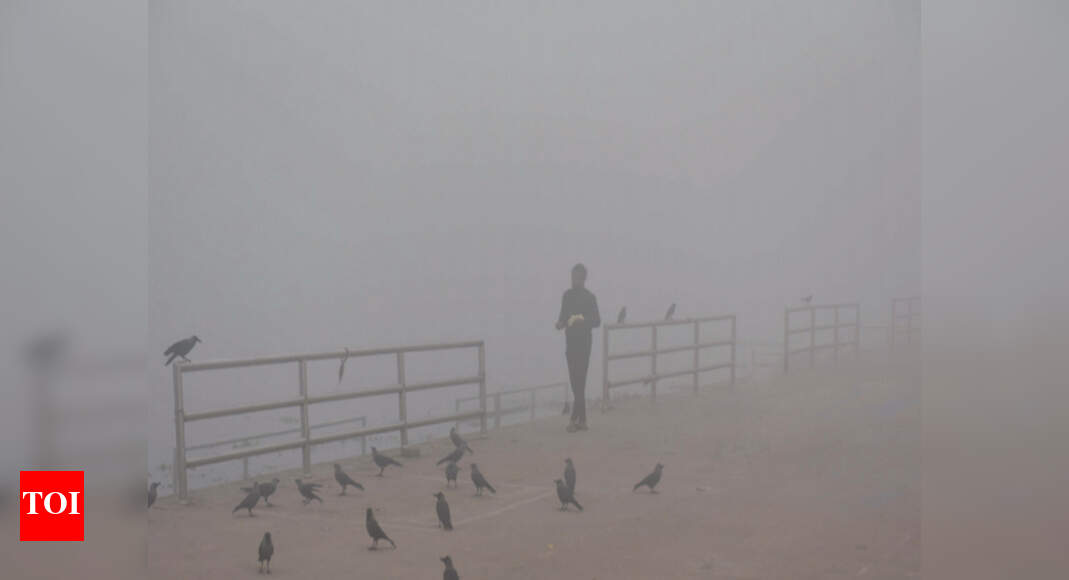 Lucknow: Relief from icy winds ahead but rain to return | Lucknow News - Times of India