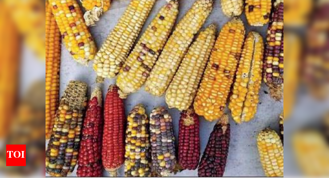 Times Evoke: Why India’s native crops need to be saved from extinction ...