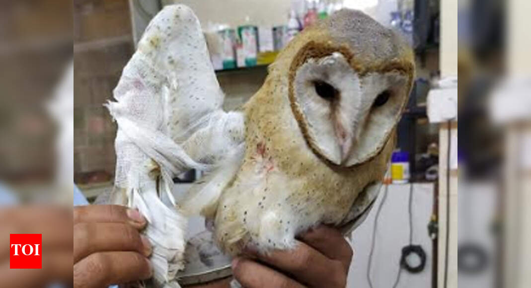 'Maximum bird injuries from Mumbai suburbs during Makar Sankranti ...